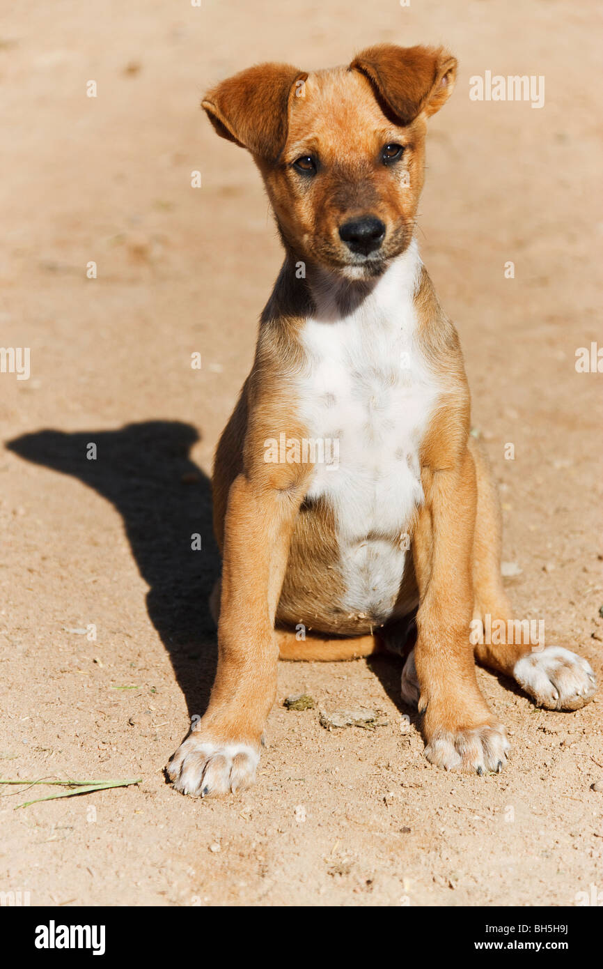 Mixed-breed dog. Puppy sitting in sand Stock Photo - Alamy