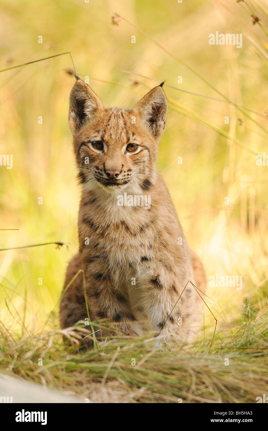 Eurasian lynx - cub - sitting / Lynx lynx Stock Photo - Alamy