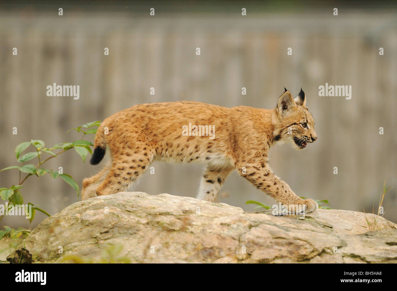 Eurasian lynx - cub - walking / Lynx lynx Stock Photo - Alamy