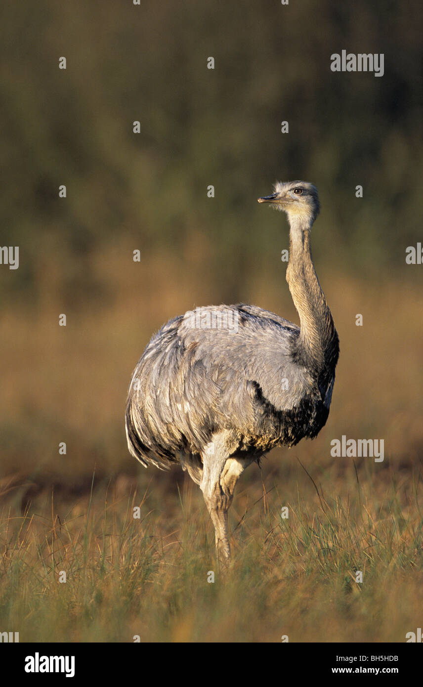 Greater Rhea - standing on meadow / Rhea americana Stock Photo - Alamy