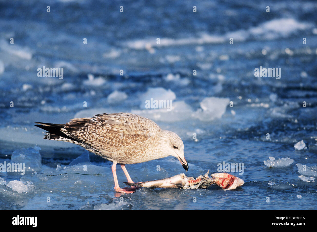 Herring Gull (Larus argentatus). Juvenile eating a dead cod Stock Photo ...