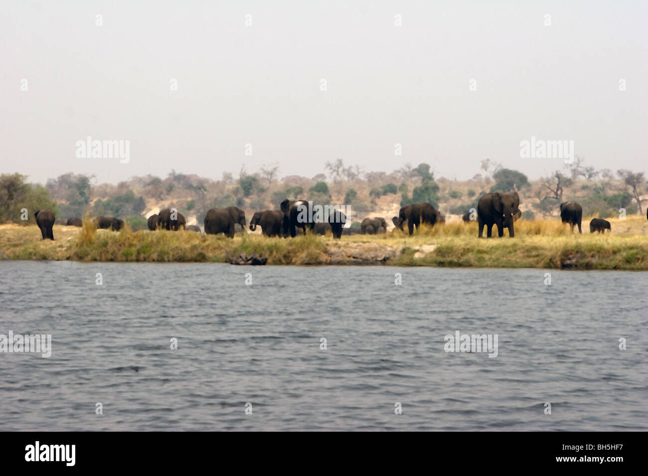 Elephants crossing river Stock Photo - Alamy