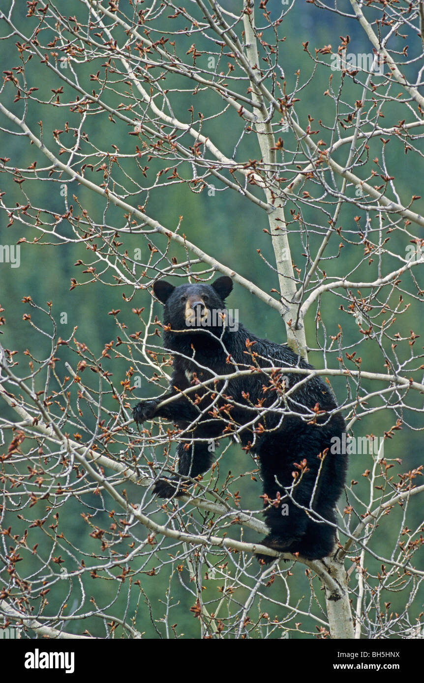 American black bear on tree / Ursus americanus Stock Photo - Alamy
