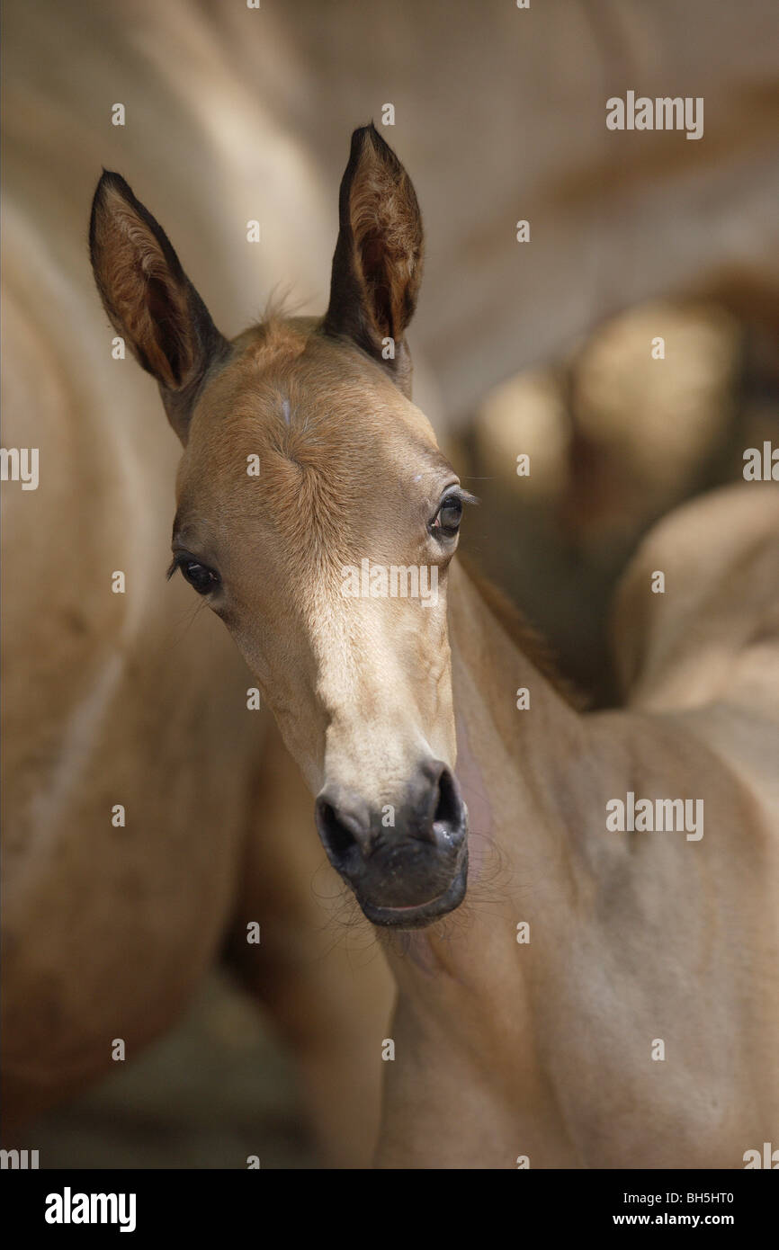 Akhal-Teke horse - foal - portrait Stock Photo - Alamy