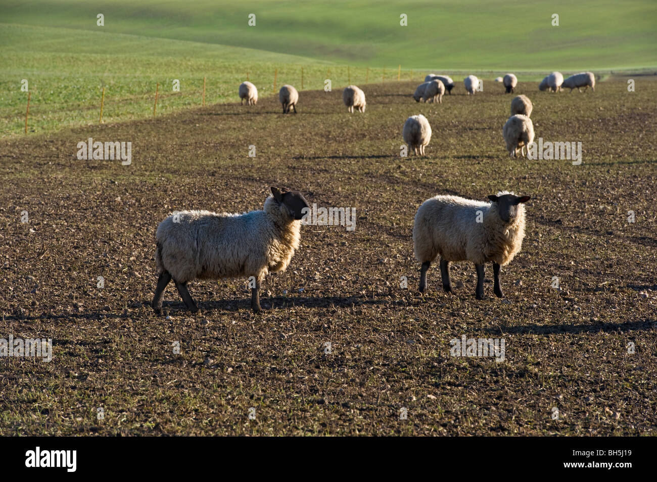 A flock of sheep on Chilterns farmland in a Buckinghamshire landscape ...