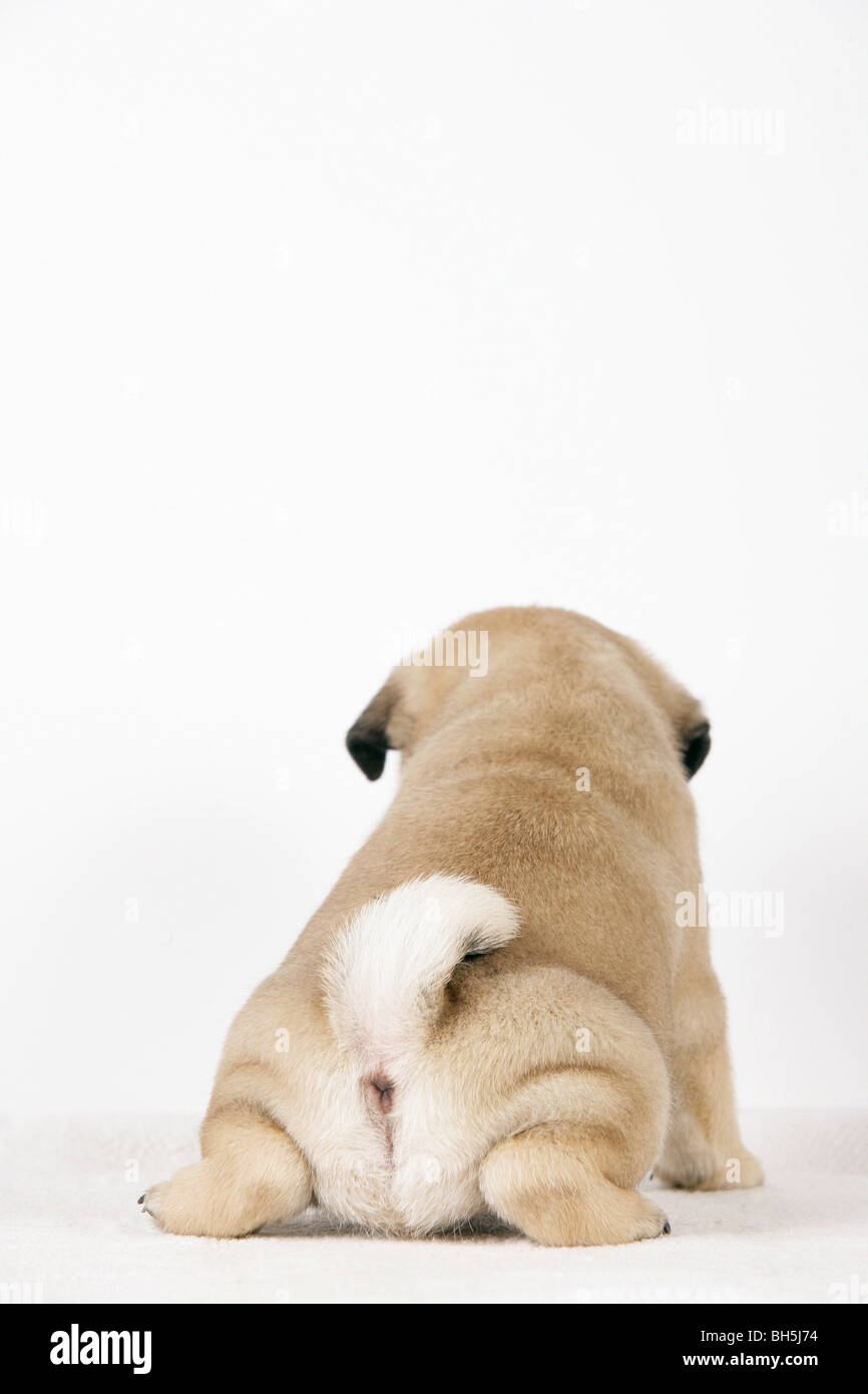 pug dog - puppy - from behind - cut out Stock Photo - Alamy