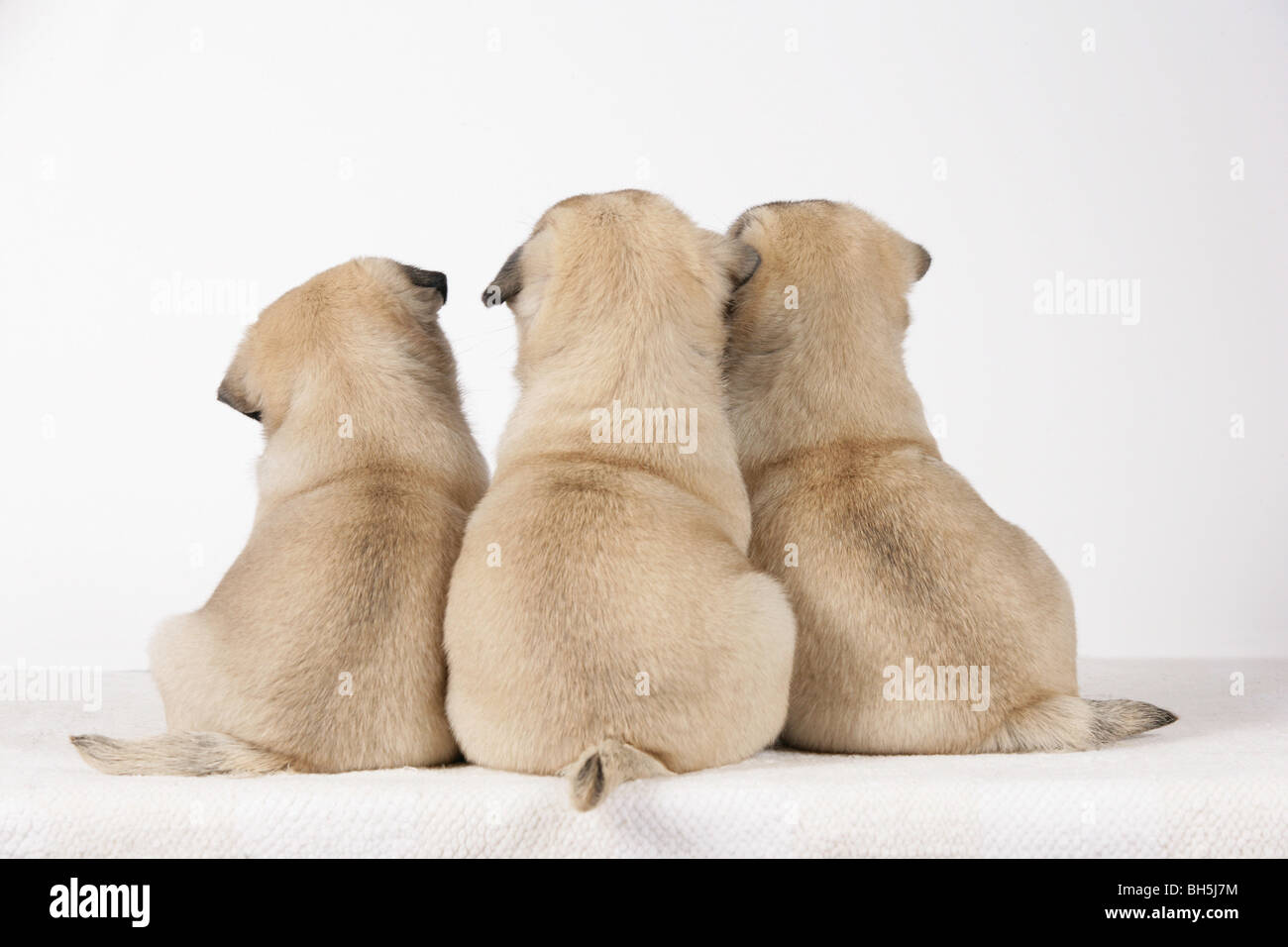Pug. Three puppies sitting, seen from behind. Studio picture Stock ...