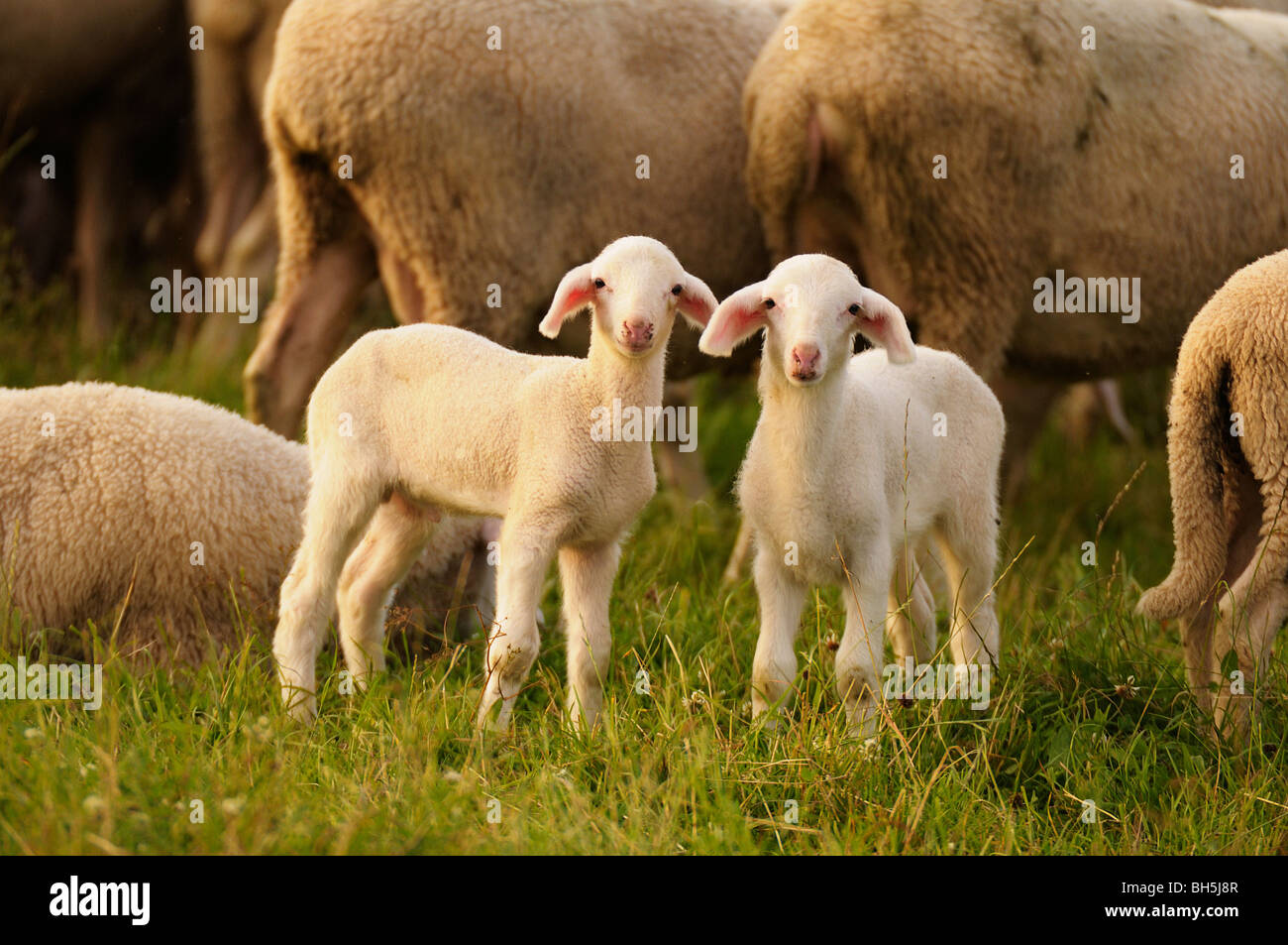domestic sheep - two lambs on meadow Stock Photo - Alamy