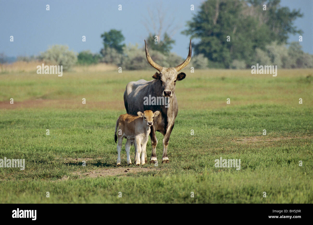Grey cattle calves hi-res stock photography and images - Alamy