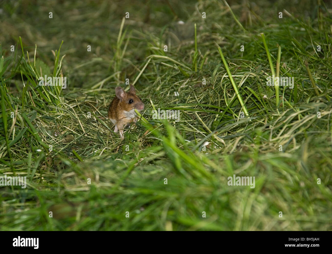 Yellow neck mice hi-res stock photography and images - Alamy