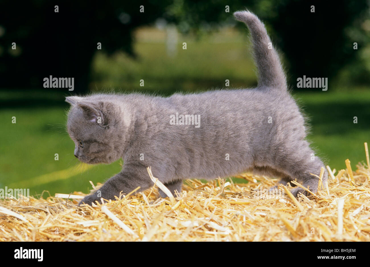 Carthusian cat - kitten walking on straw Stock Photo - Alamy