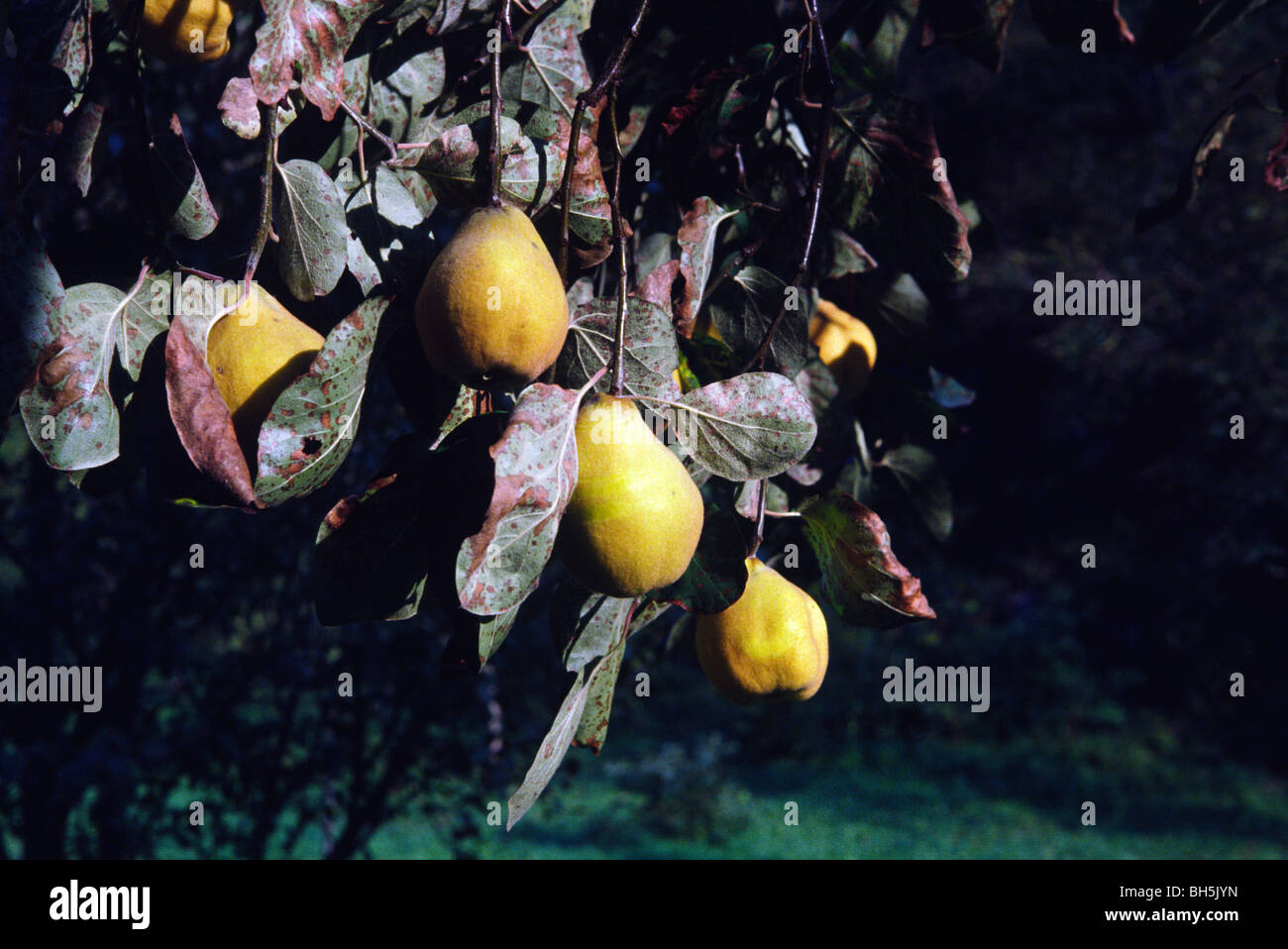 Quince orchard quince trees hi-res stock photography and images - Alamy