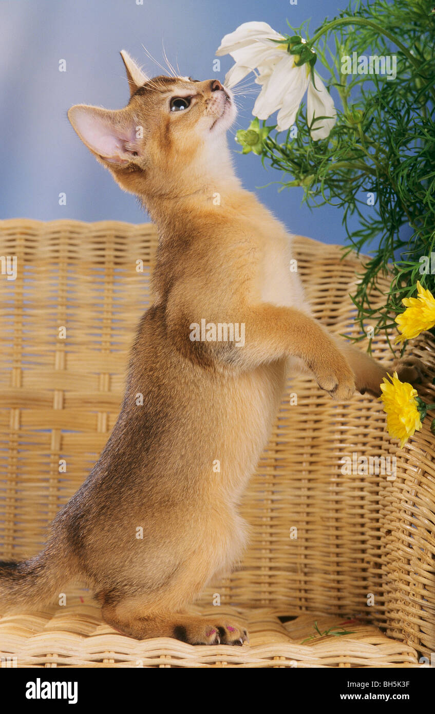 Abyssinian cat - kitten sniffling at a flower Stock Photo - Alamy