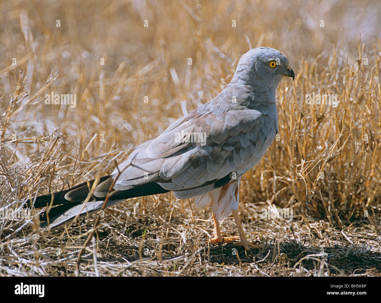 Hen Harrier - standing / Circus cyaneus Stock Photo - Alamy