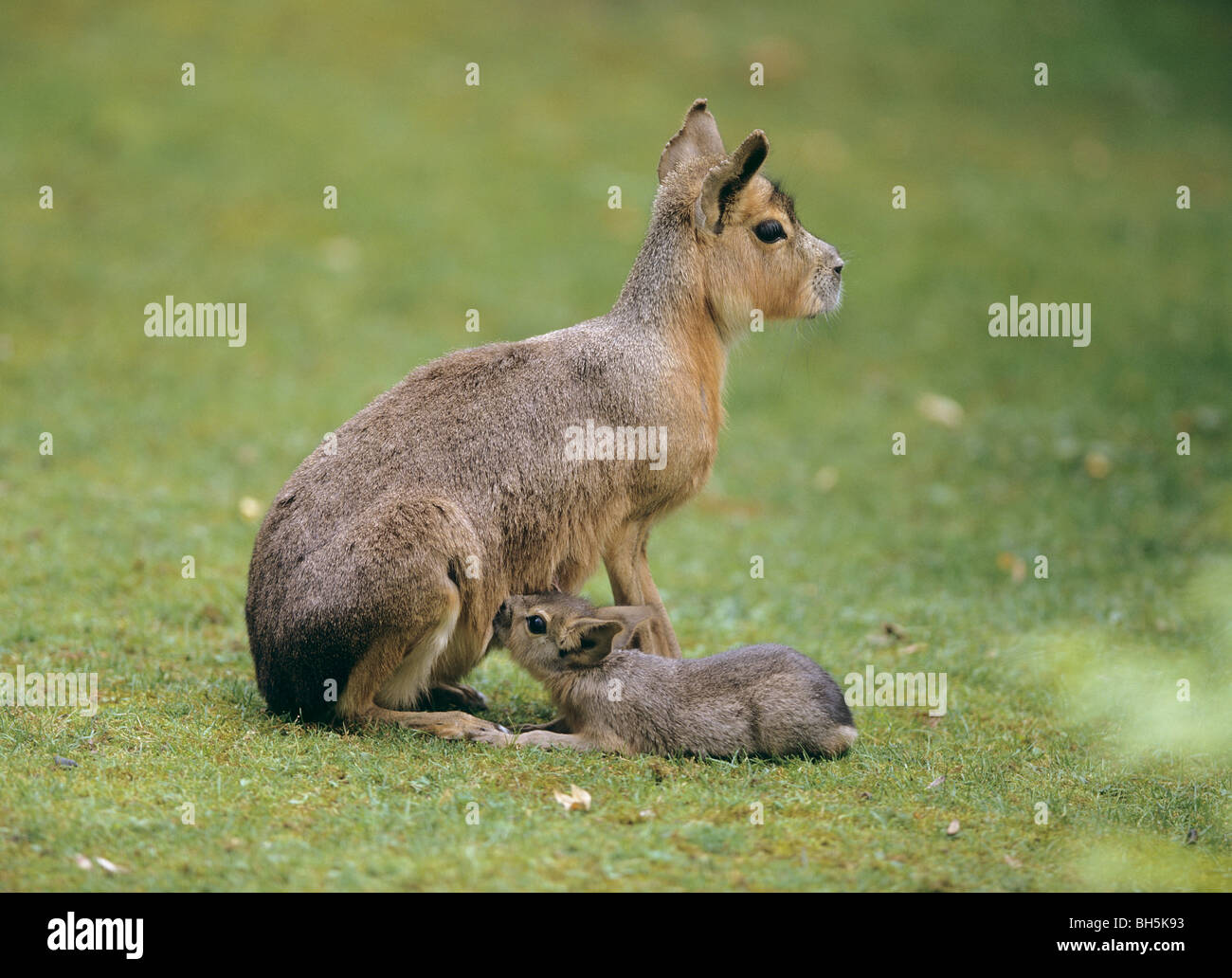 Patagonian mara suckling hi-res stock photography and images - Alamy