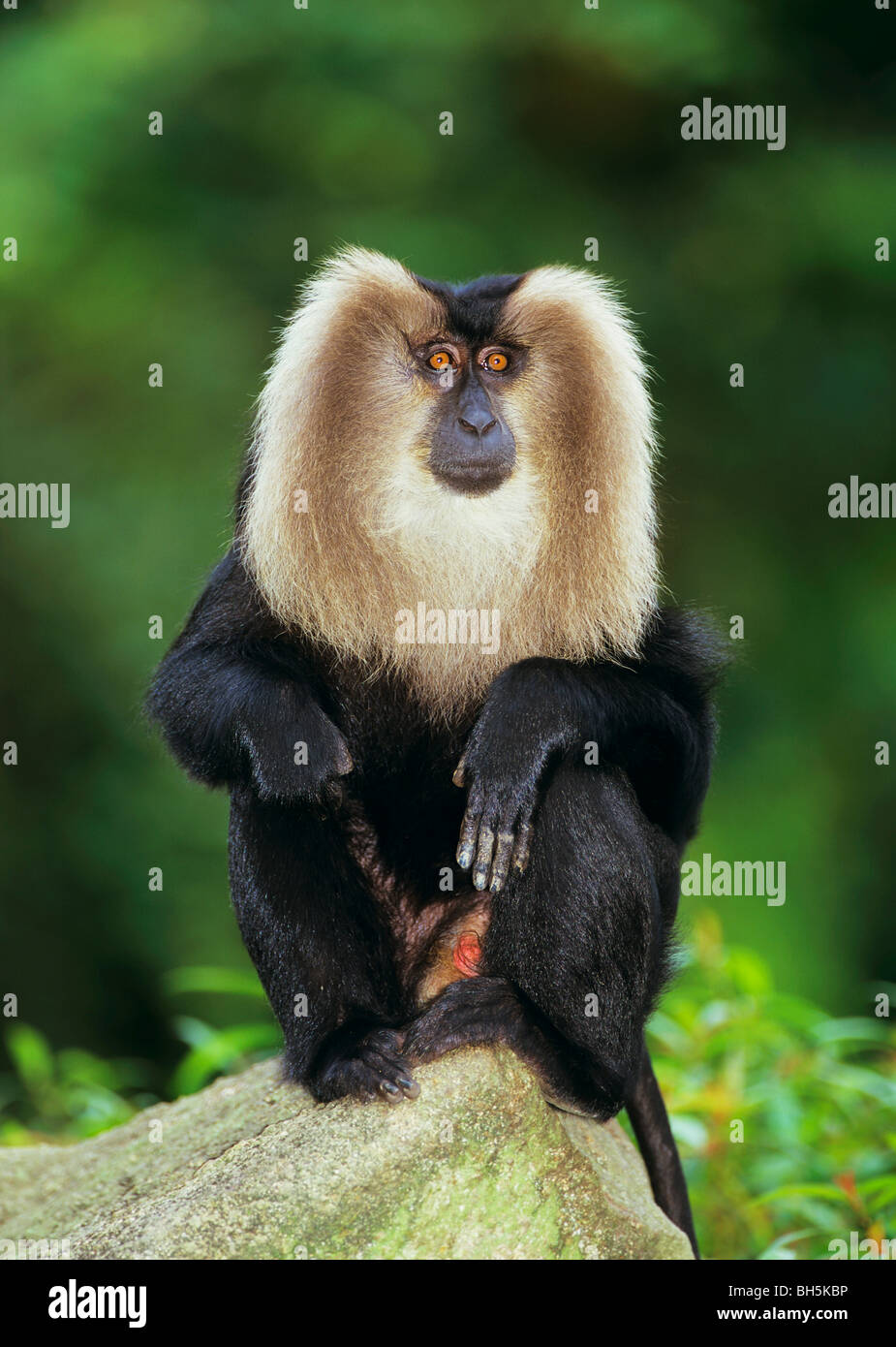 Lion-tailed macaque - sitting on a rock / Macaca silenus Stock Photo ...