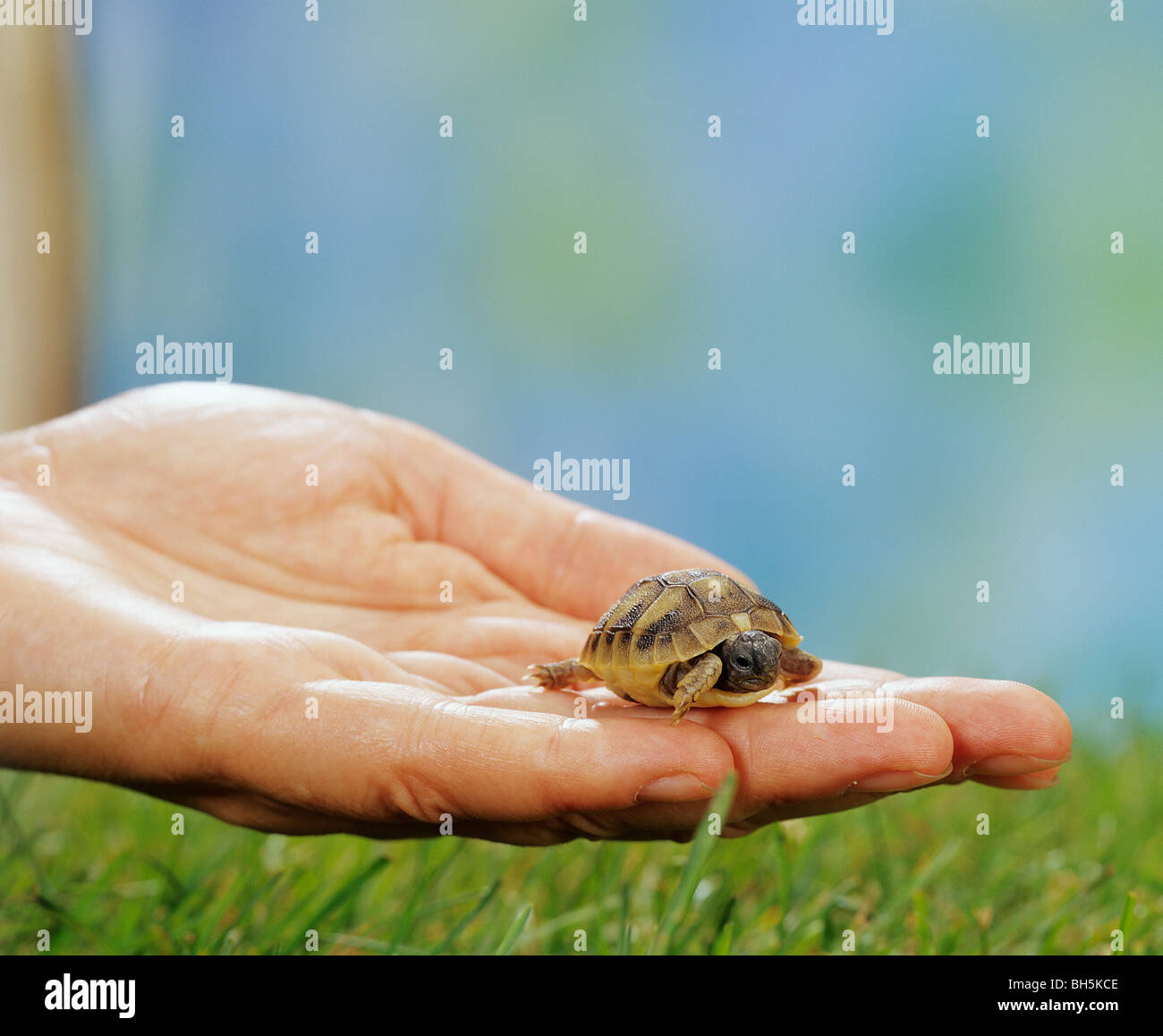 young tortoise on hand Stock Photo - Alamy