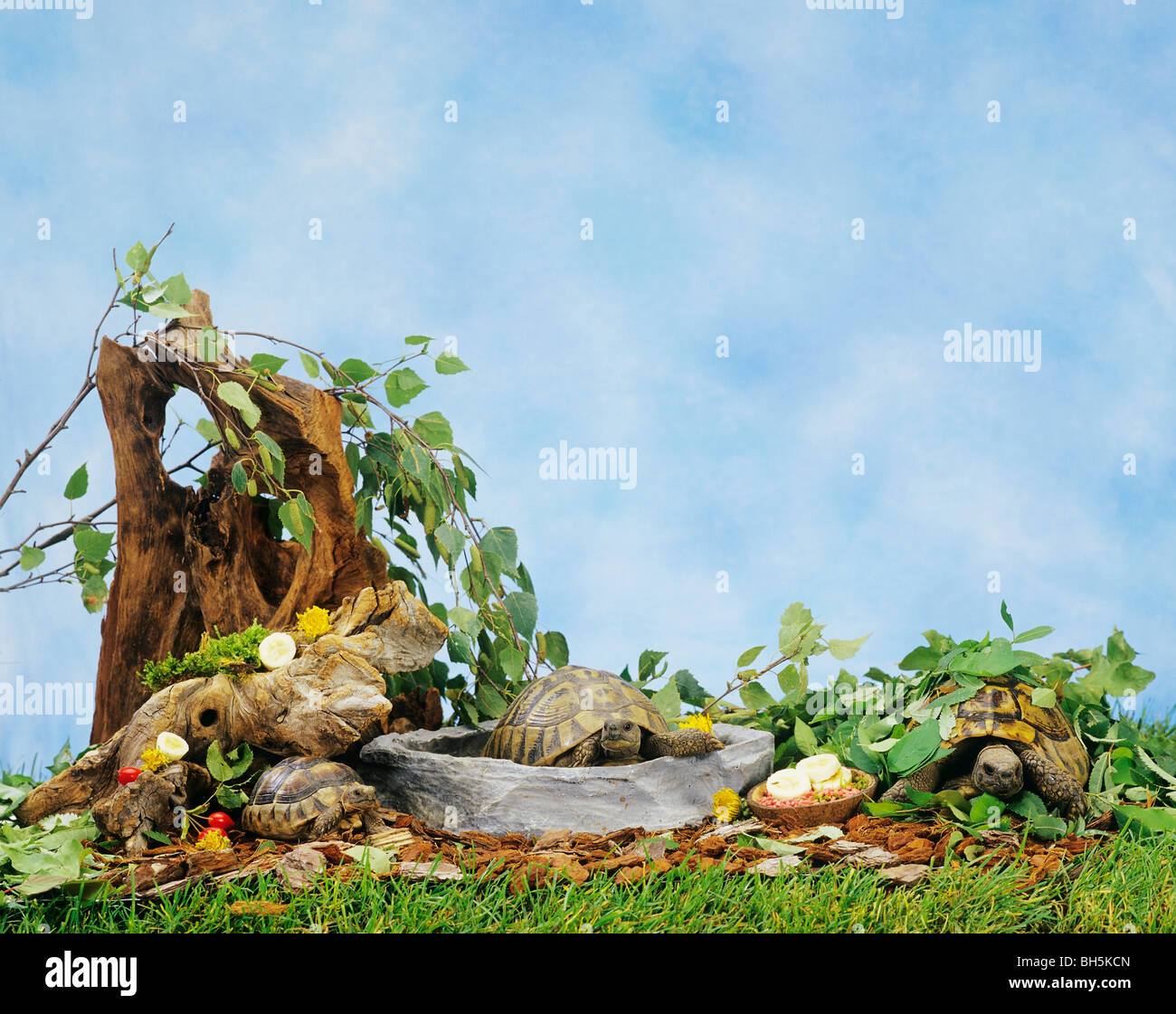 Hermann's Tortoise - taking a bath / Testudo hermanni Stock Photo - Alamy