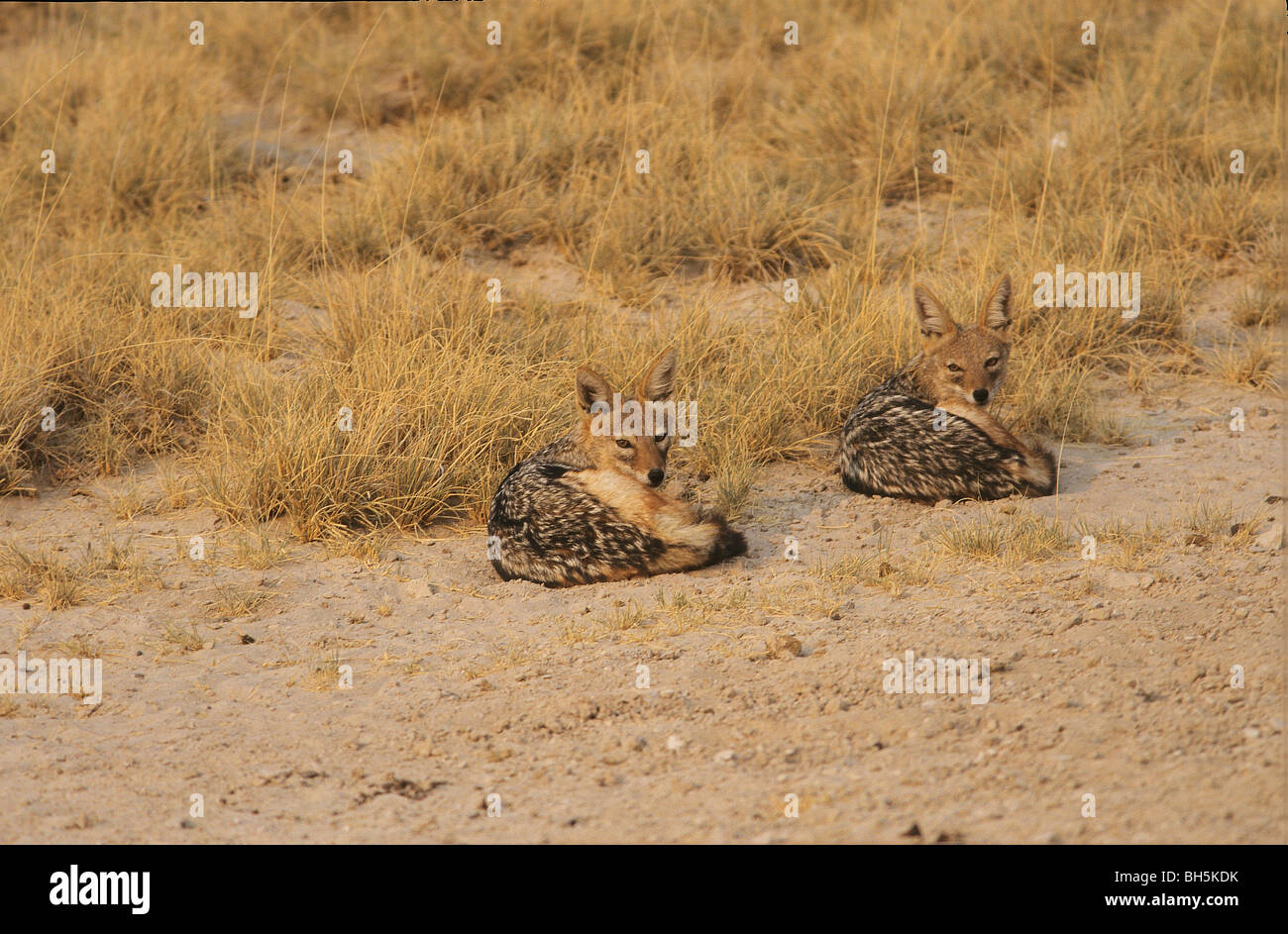 Jackal couple hi-res stock photography and images - Alamy