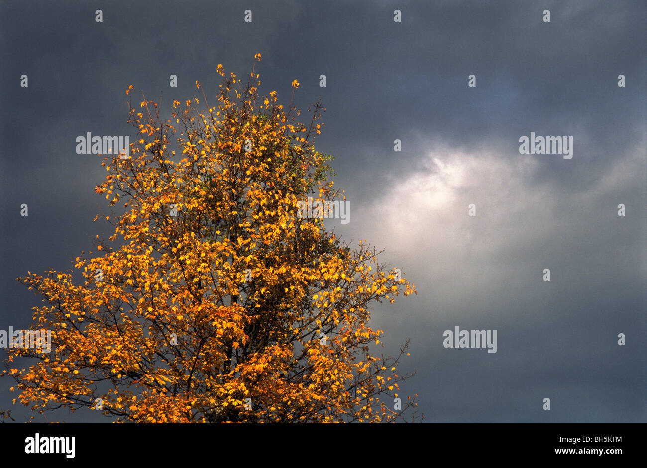 Leaves foliage early fall September October colors Stock Photo - Alamy