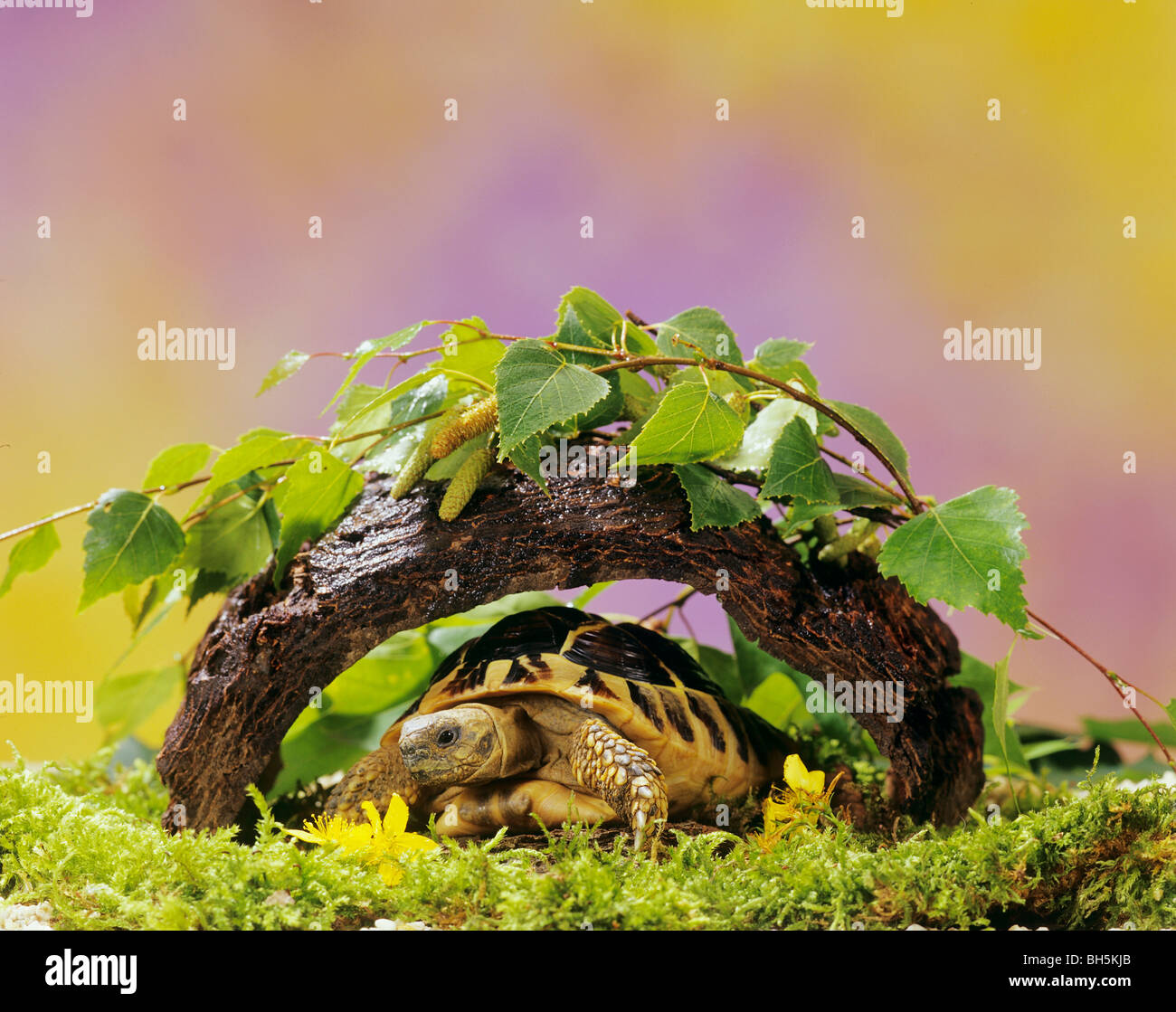 Hermann's Tortoise under wooden tunnel / Testudo hermanni Stock Photo ...