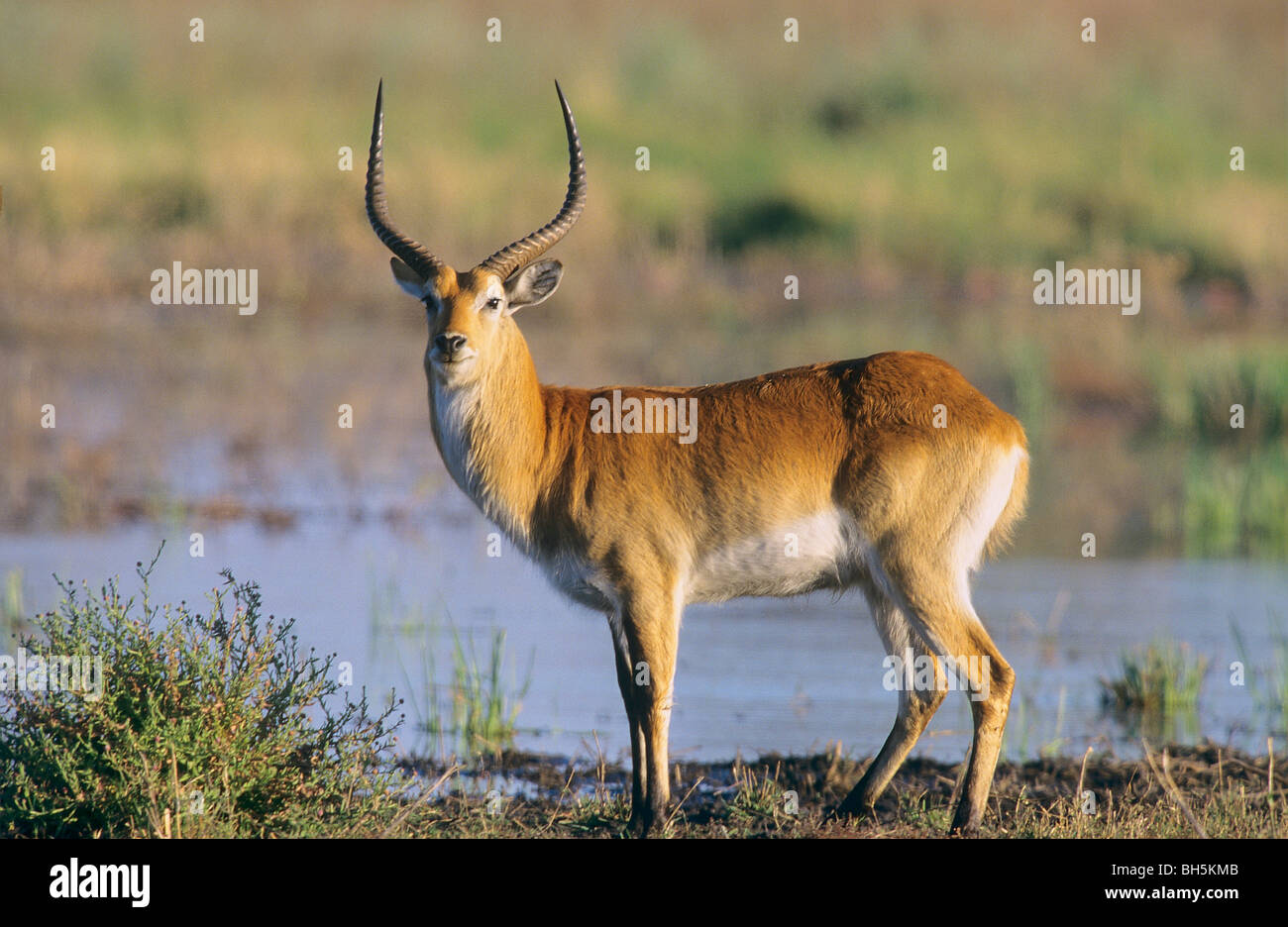 Red Lechwe - standing / Kobus leche leche Stock Photo - Alamy