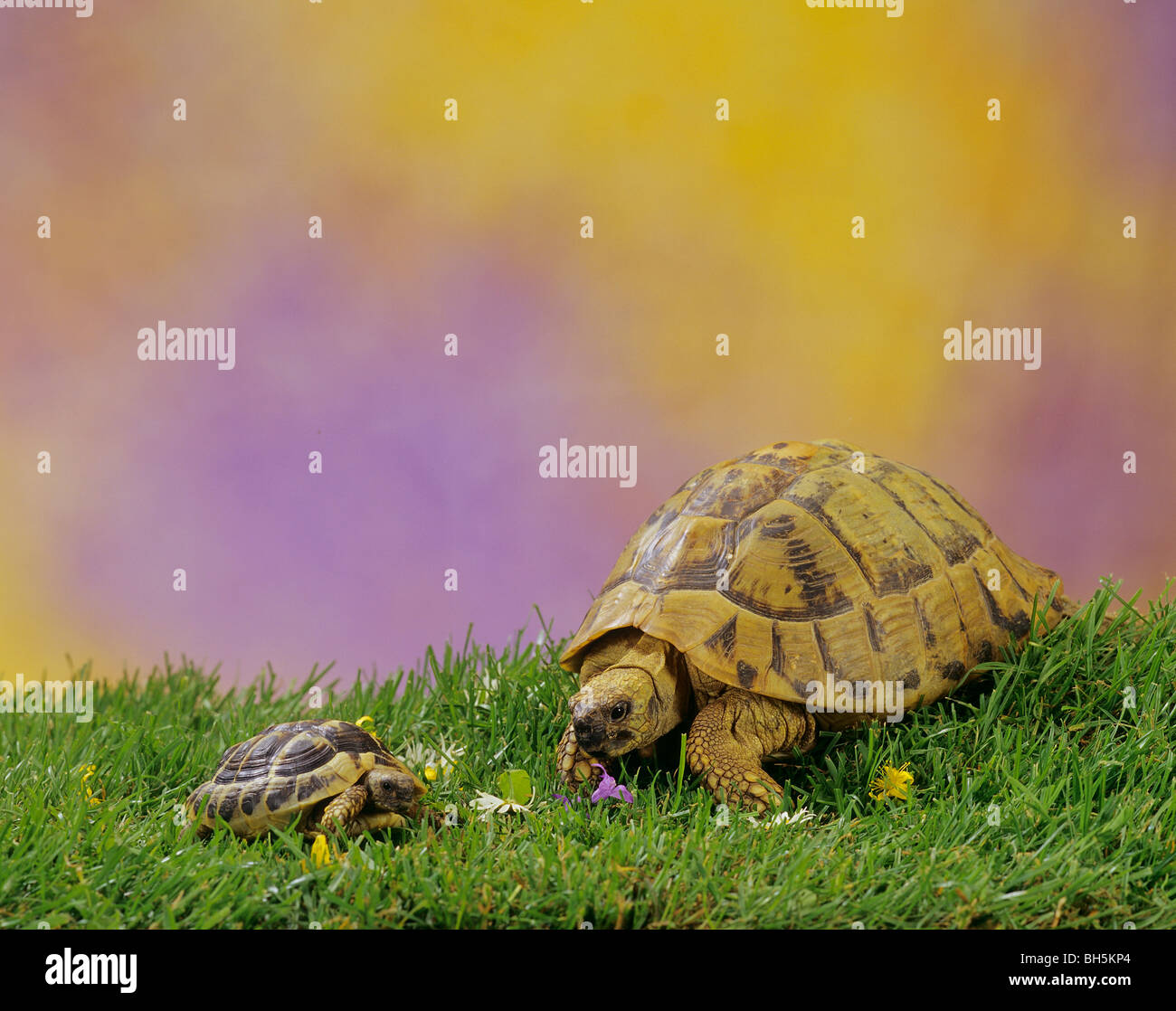 Chelonia testudinidae tortoise hi-res stock photography and images - Alamy