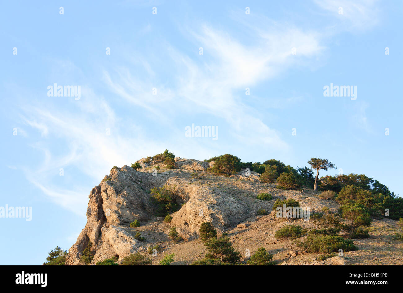 Rock conifer trees on hi-res stock photography and images - Alamy