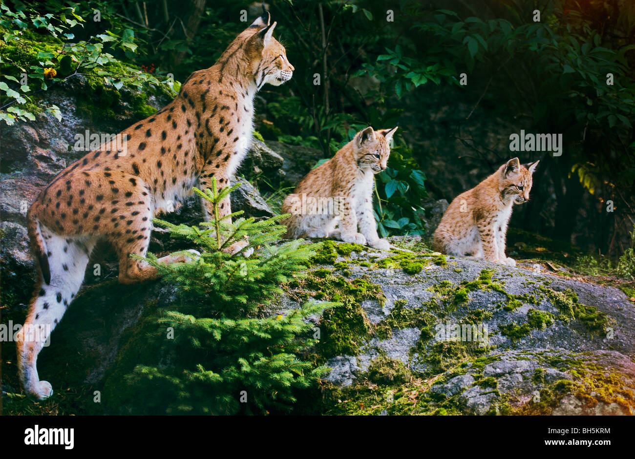 Eurasian lynx with two cubs - sitting on a rock / Lynx Lynx Stock Photo ...