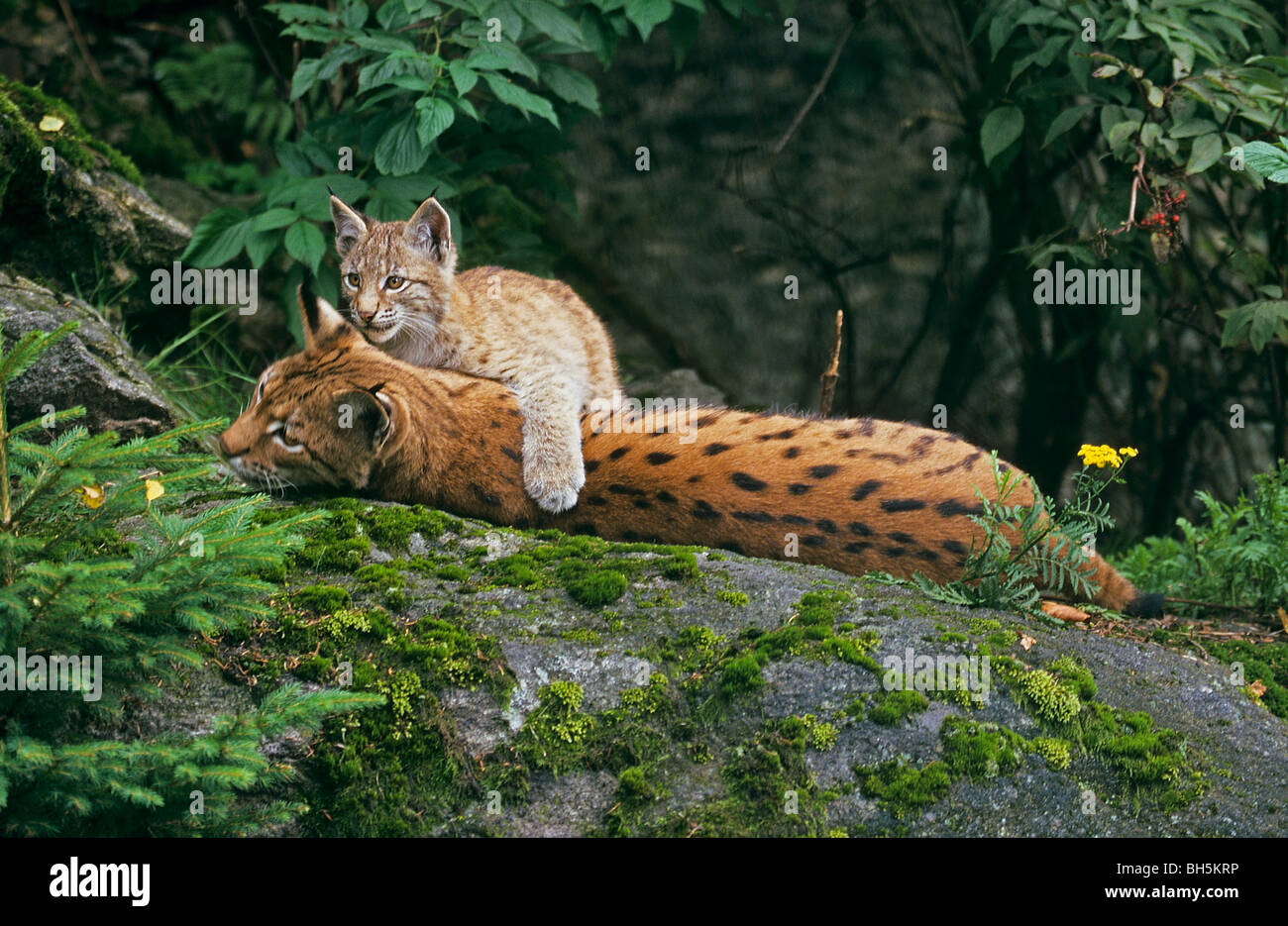 Eurasian lynx with cub - lying on a rock / Lynx lynx Stock Photo - Alamy