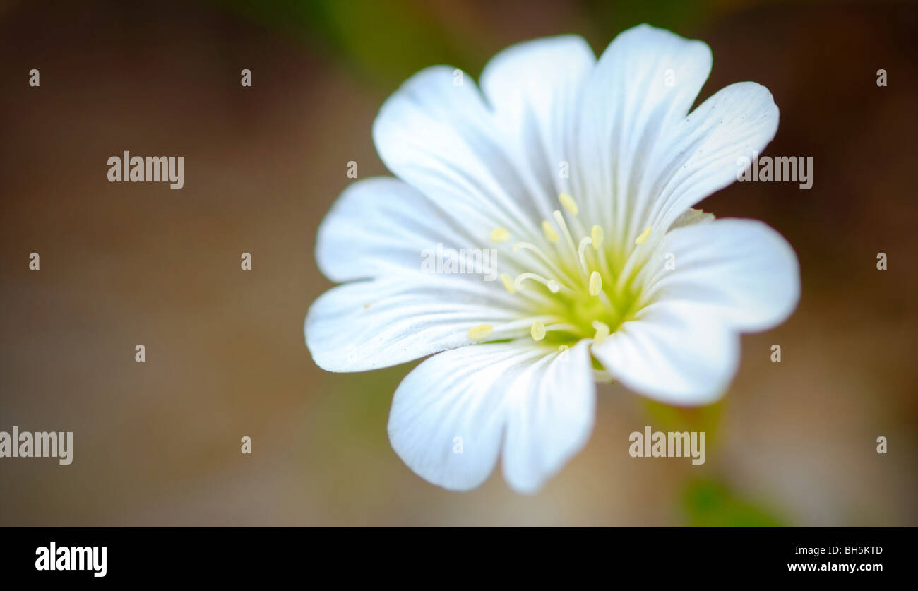 Single Stalk Flower High Resolution Stock Photography and Images - Alamy