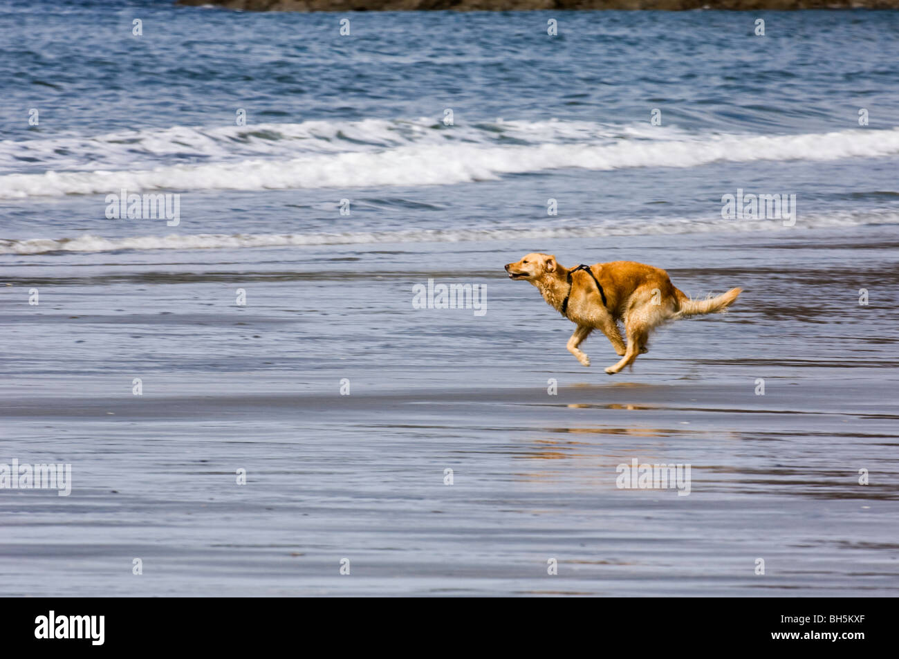 Lab running on the beach hi-res stock photography and images - Alamy