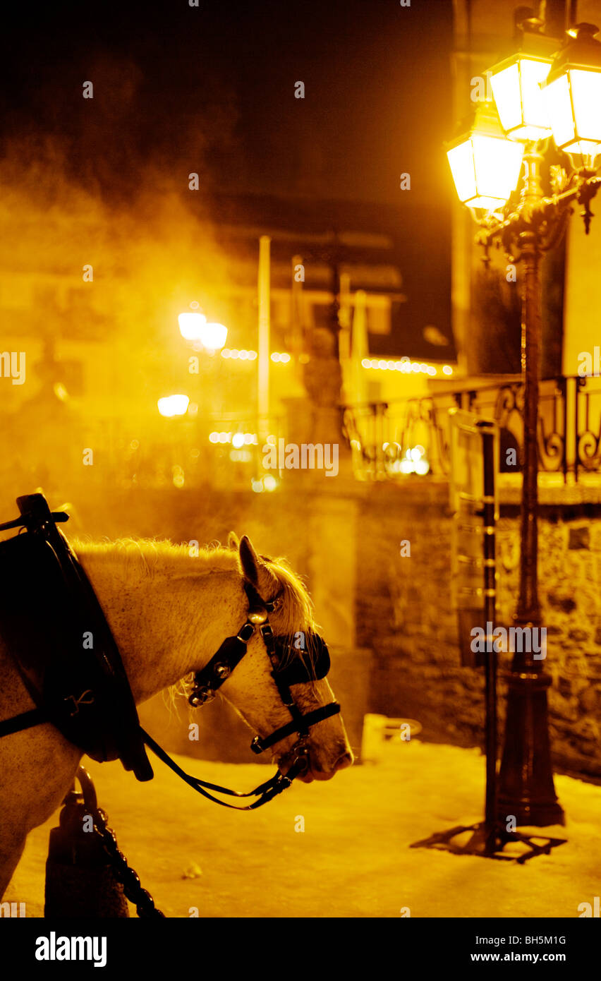 Steaming Calèche horse. Atmospheric cold Winter evening. Megève, Haute ...
