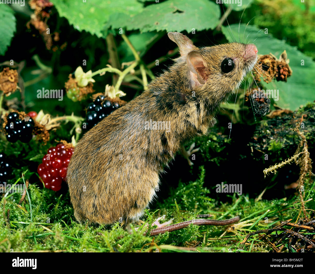 Wood Mouse - munching / Apodemus sylvaticus Stock Photo - Alamy