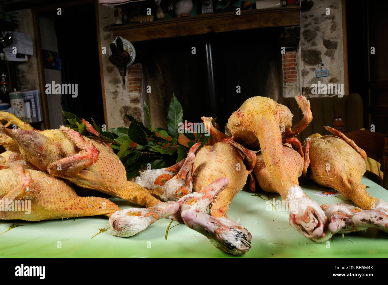 Free range ducks hi-res stock photography and images - Alamy