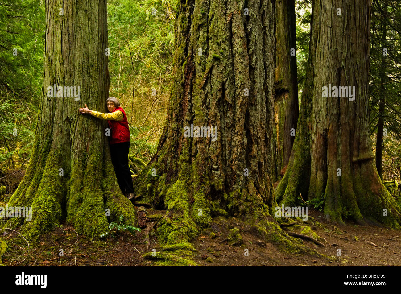 Tourist 'tree hugger' embracing old-growth tree trunk, Cathedral Grove ...