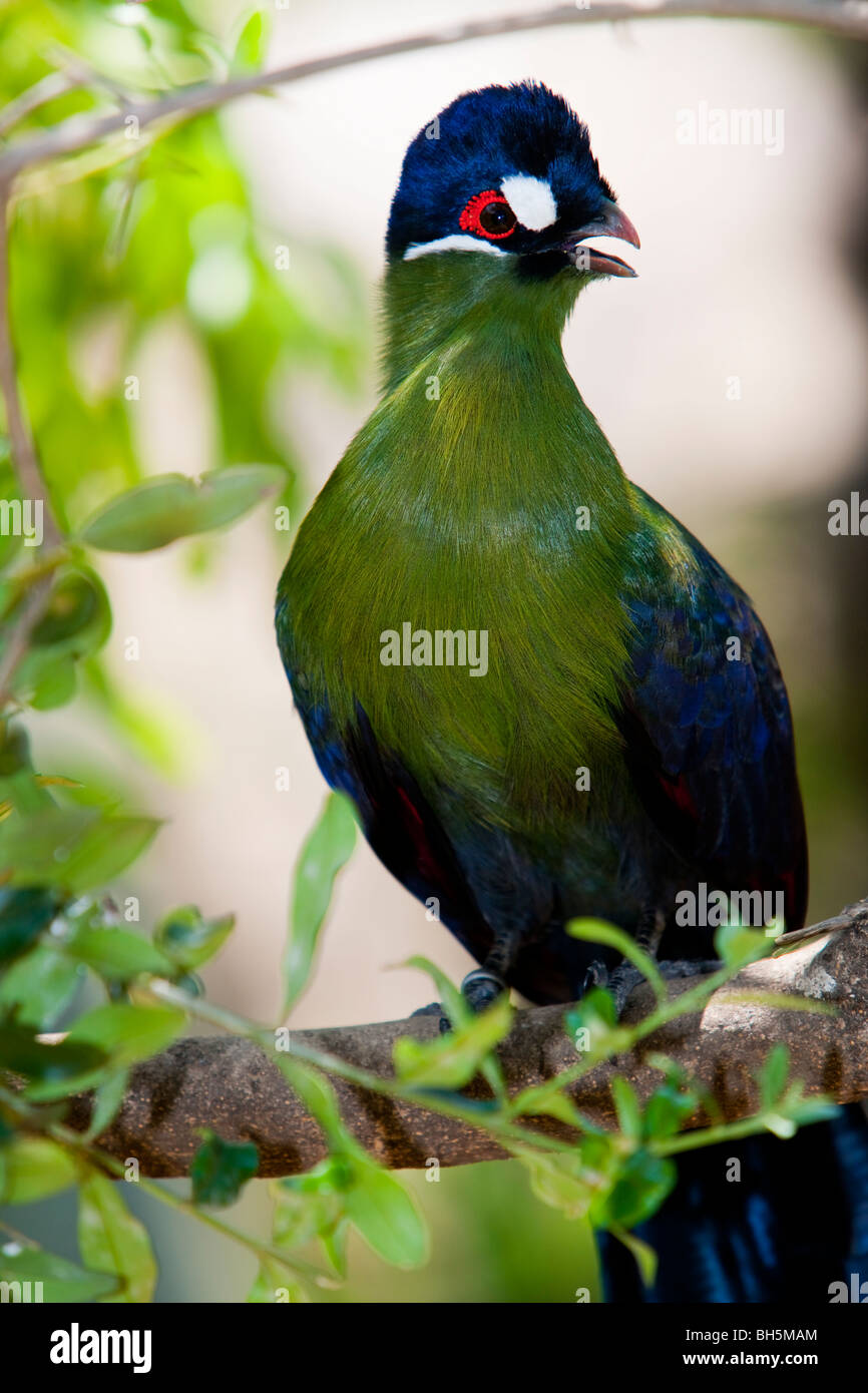 Hartlaub's turaco hi-res stock photography and images - Alamy