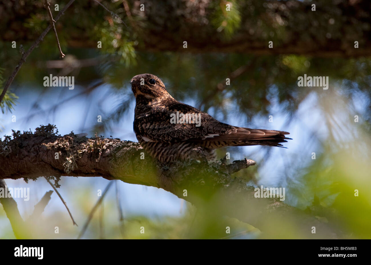 Common Nighthawk Chordeiles minor perched in a tree in Nanoose ...