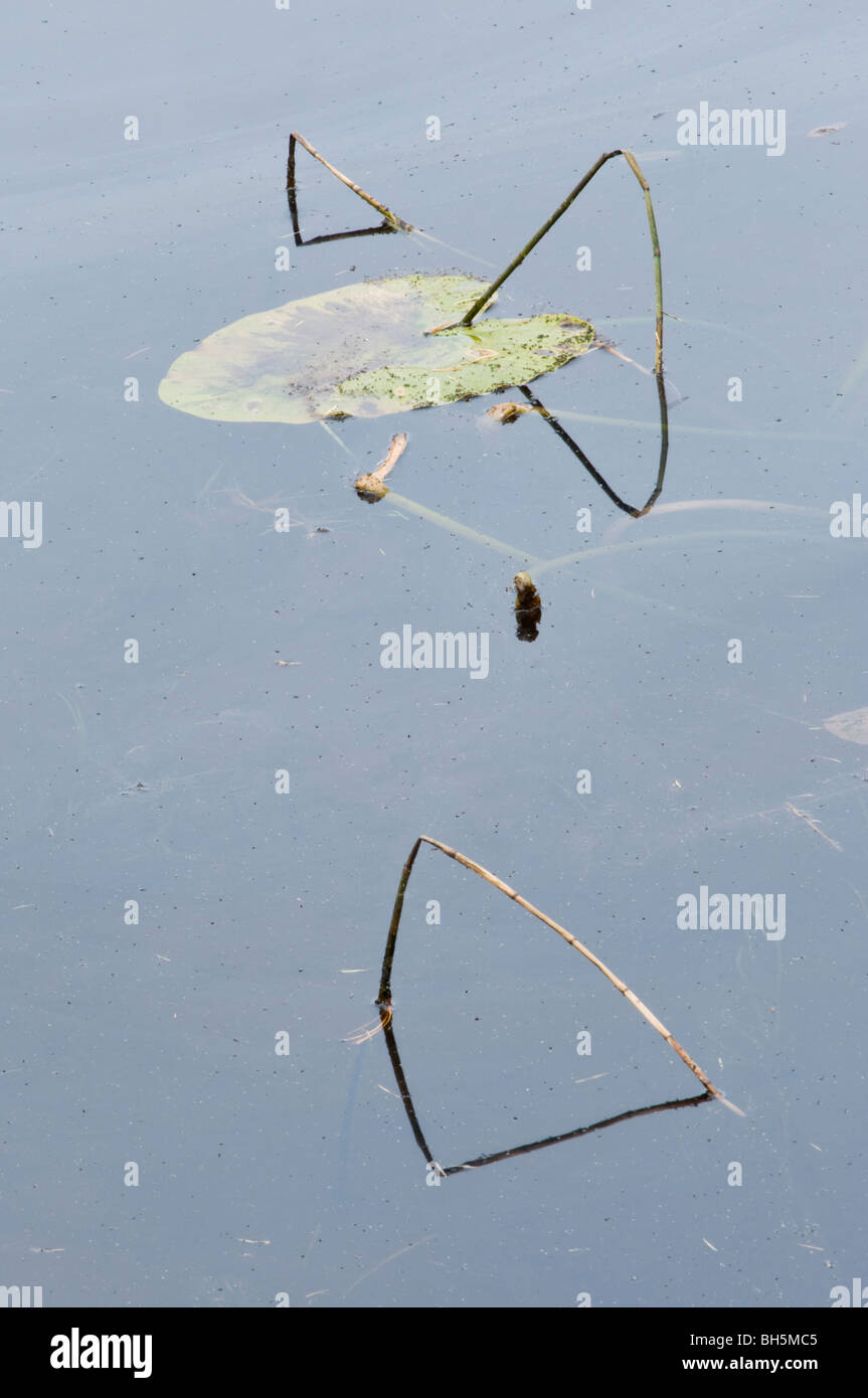 Pad design hi-res stock photography and images - Alamy