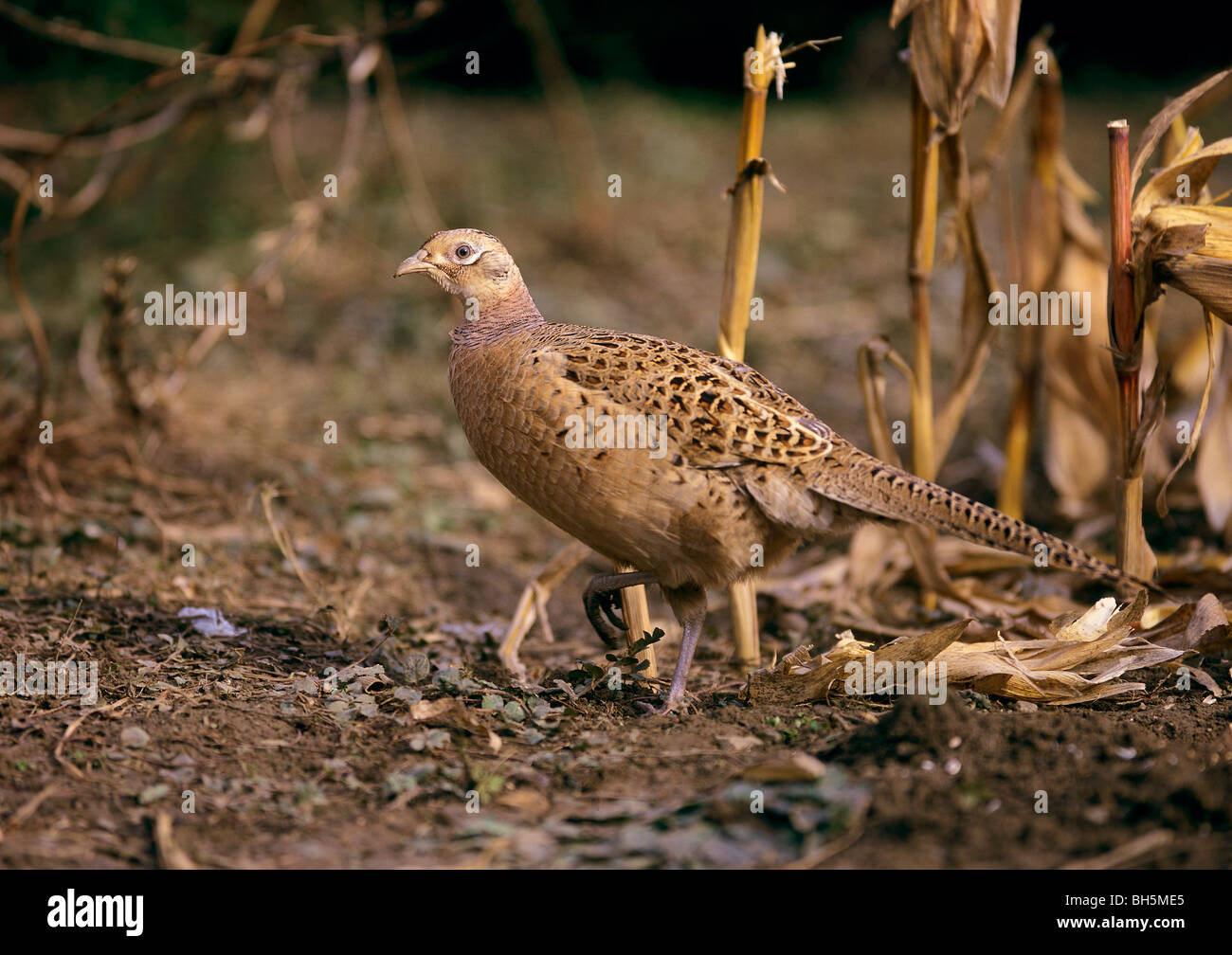 Common Pheasant - hen - standing Stock Photo - Alamy