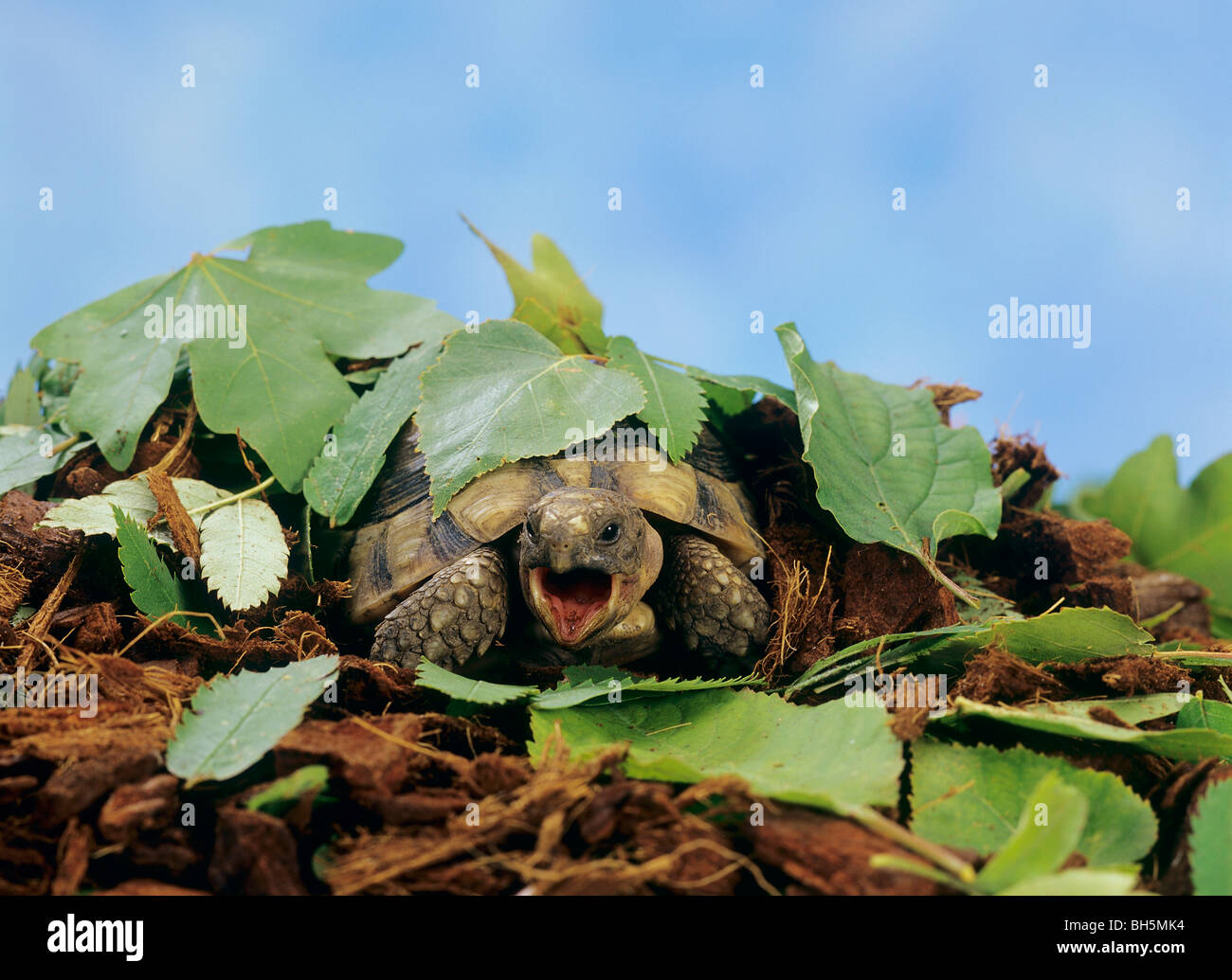 Tortoise under leaves Stock Photo - Alamy