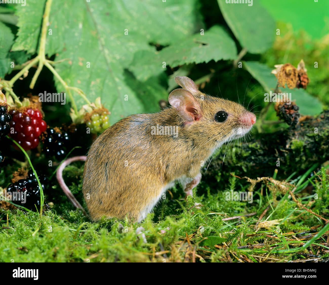 Wood Mouse / Apodemus sylvaticus Stock Photo - Alamy