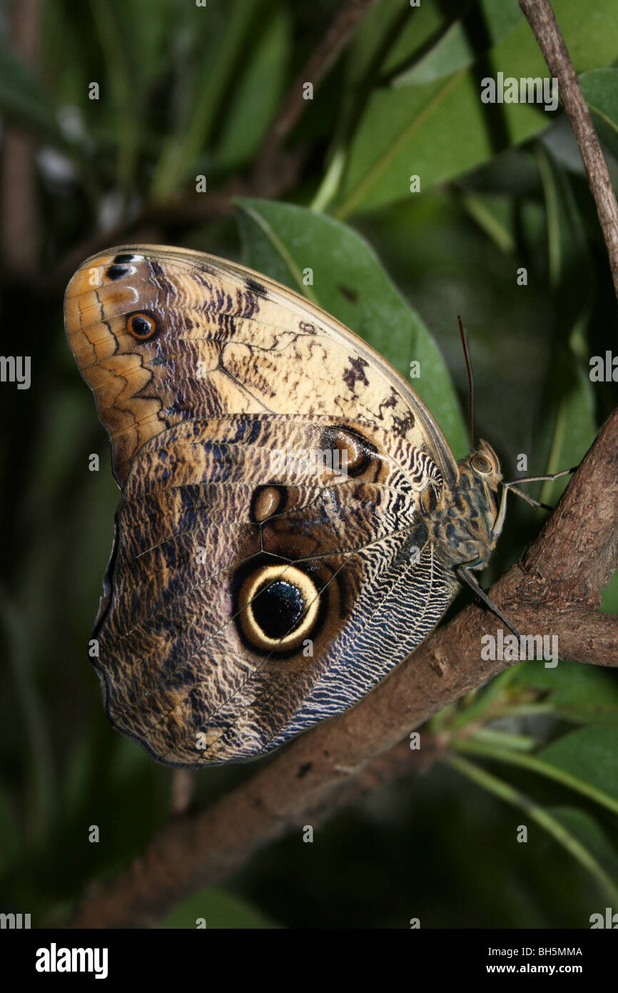 Giant butterfly hi-res stock photography and images - Alamy