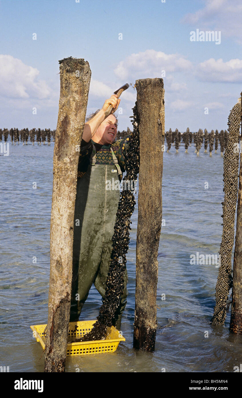 mussel cultivation - man taking off mussels from a pole Stock Photo - Alamy