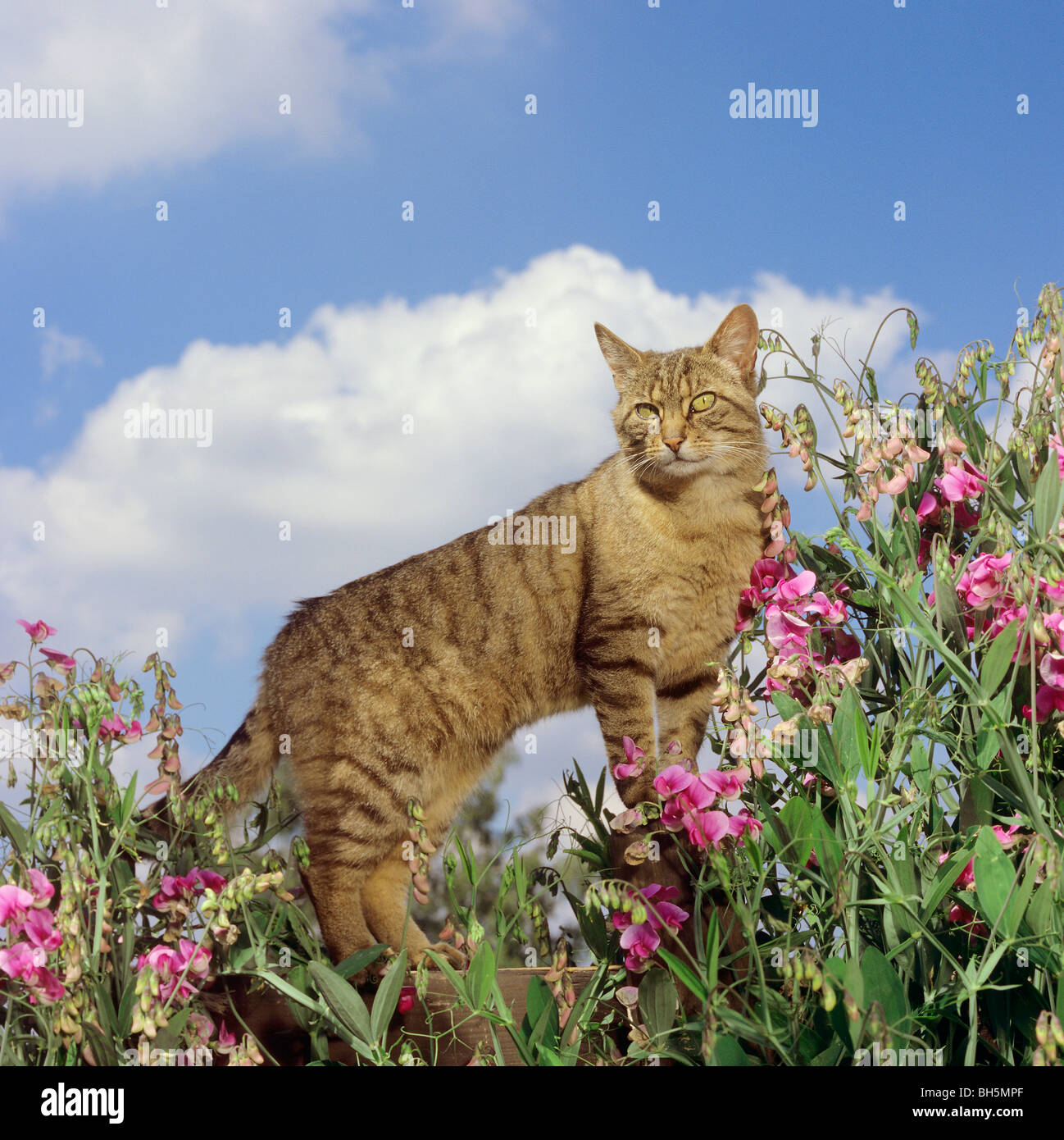 Cat between flowers hi-res stock photography and images - Alamy