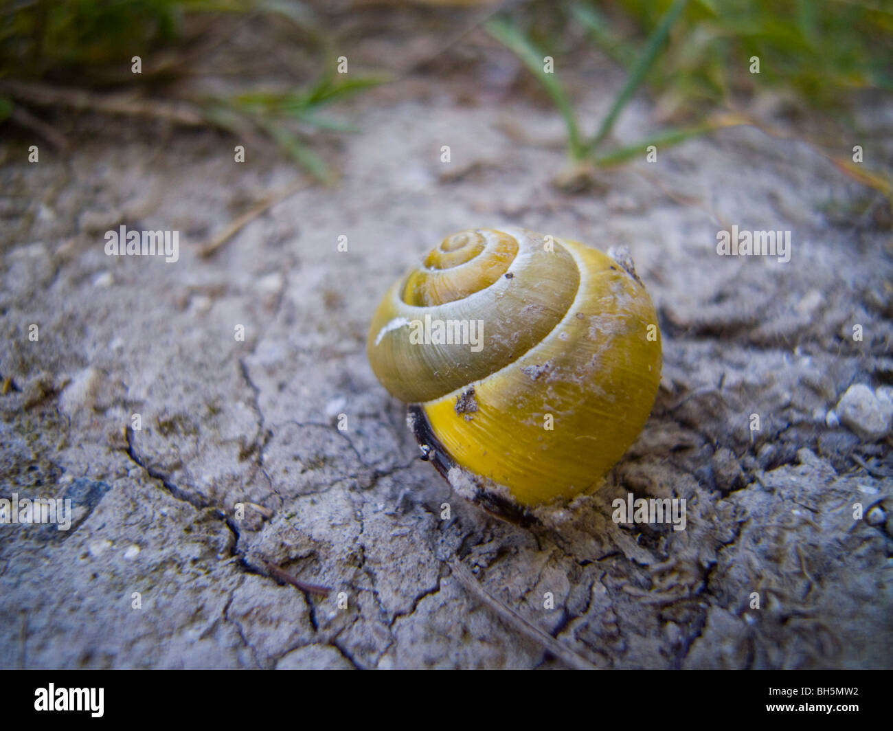 Conch shell house hi-res stock photography and images - Alamy