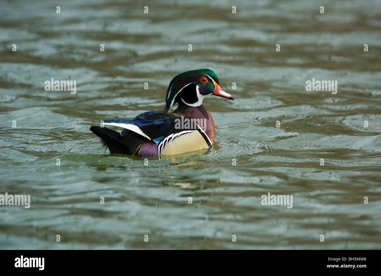 Wood duck(Aix sponsa Stock Photo - Alamy