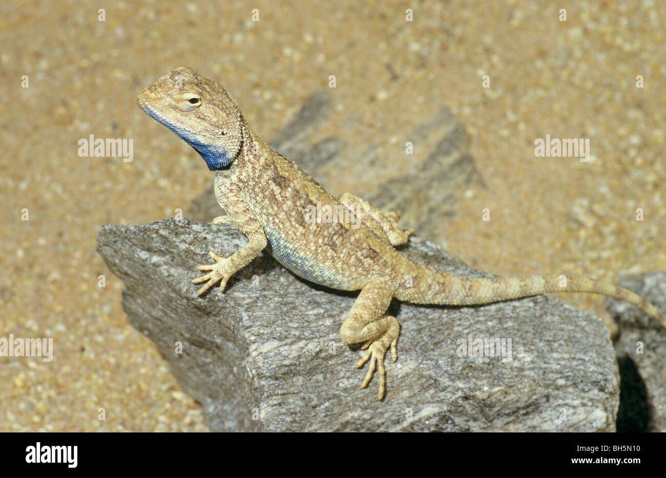 Trapelus savignyi on a rock / Trapelus savignyi Stock Photo - Alamy