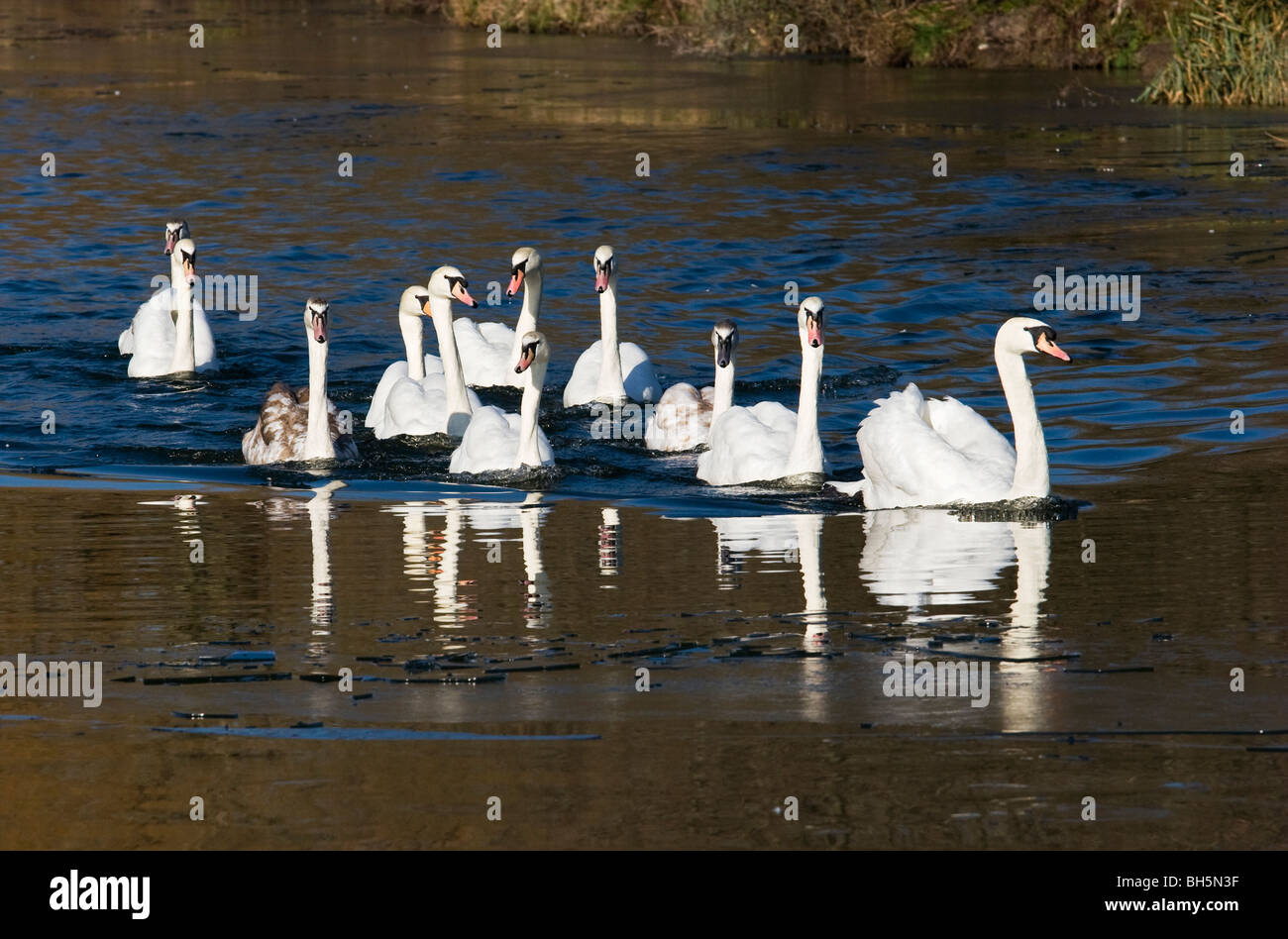 Swans & Ice Stock Photo - Alamy