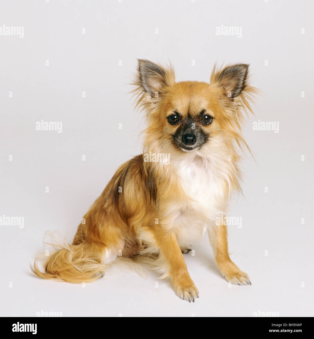 Chihuahua dog - sitting - cut out Stock Photo - Alamy